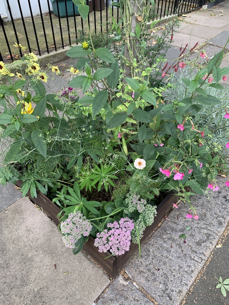 About rewilding the city – Rewilding the city