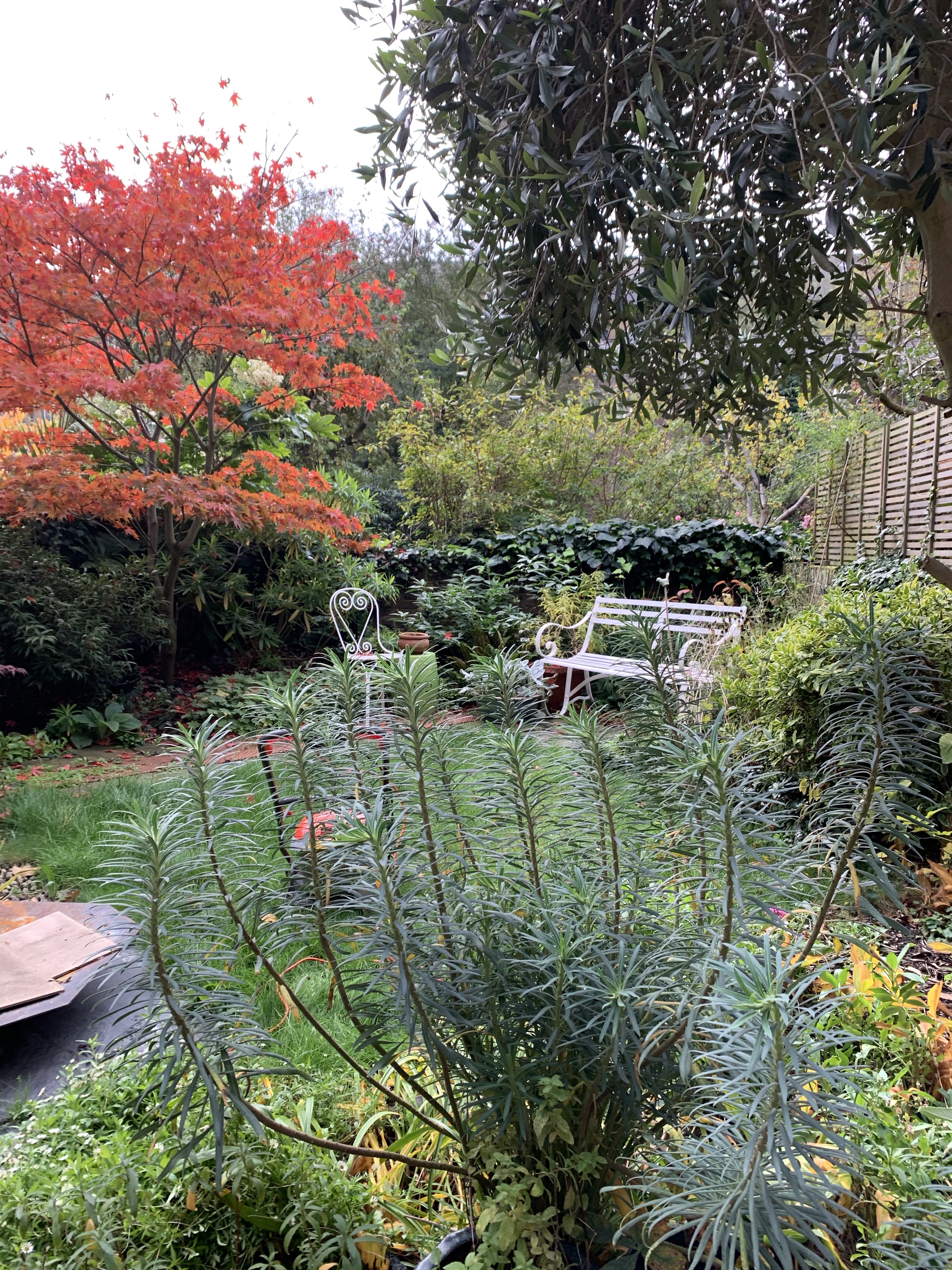 What does a town garden have to do with rewilding the city? – Rewilding ...