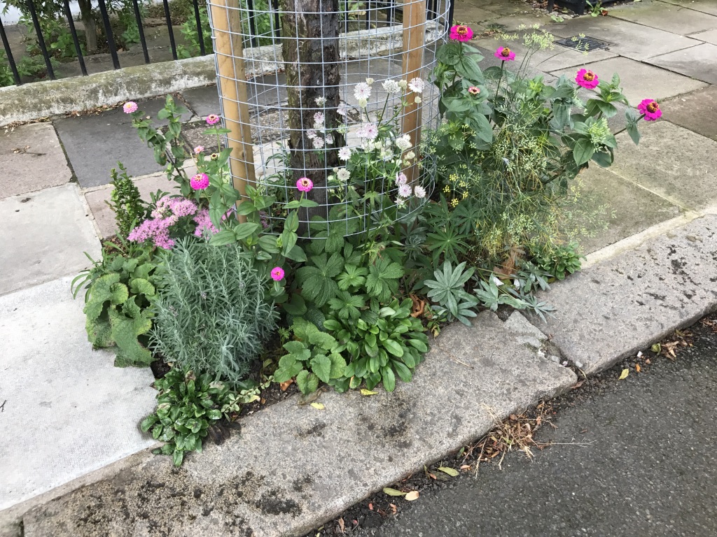 About rewilding the city – Rewilding the city