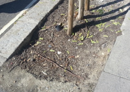 About rewilding the city – Rewilding the city