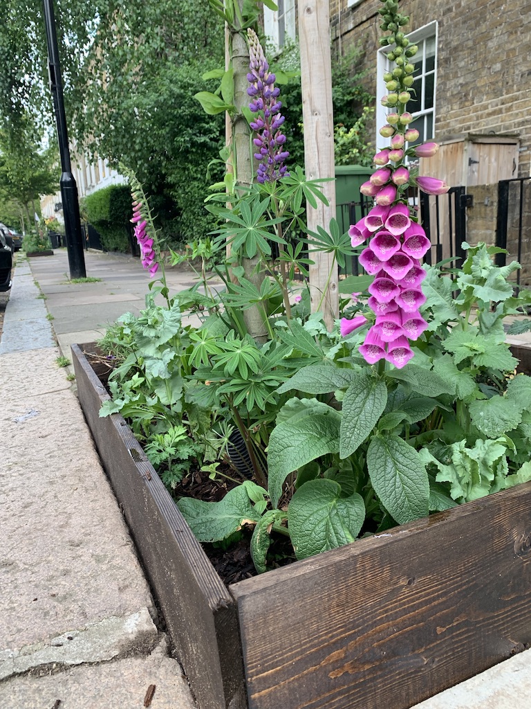 3 steps to create a guerrilla garden in a tree pit – Rewilding the city