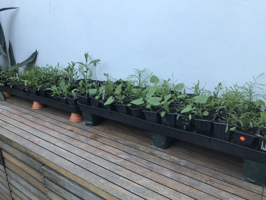 3 steps to create a guerrilla garden in a tree pit – Rewilding the city