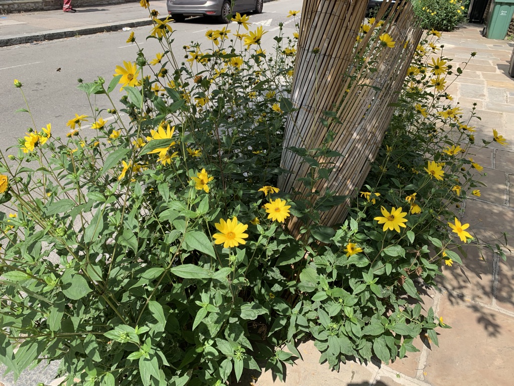 3 steps to create a guerrilla garden in a tree pit – Rewilding the city