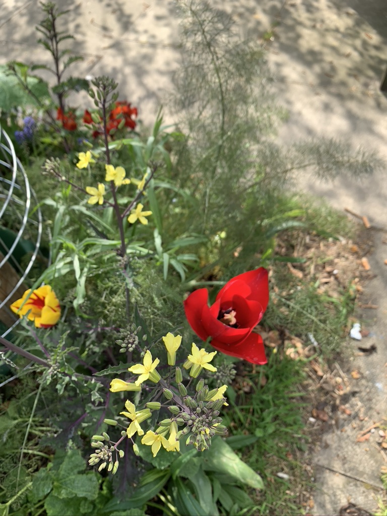 About rewilding the city – Rewilding the city