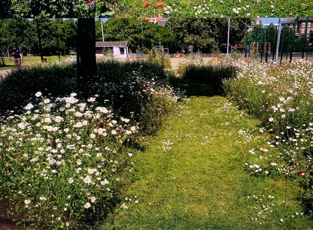 How to restore a meadow, part one – introduction – Rewilding the city