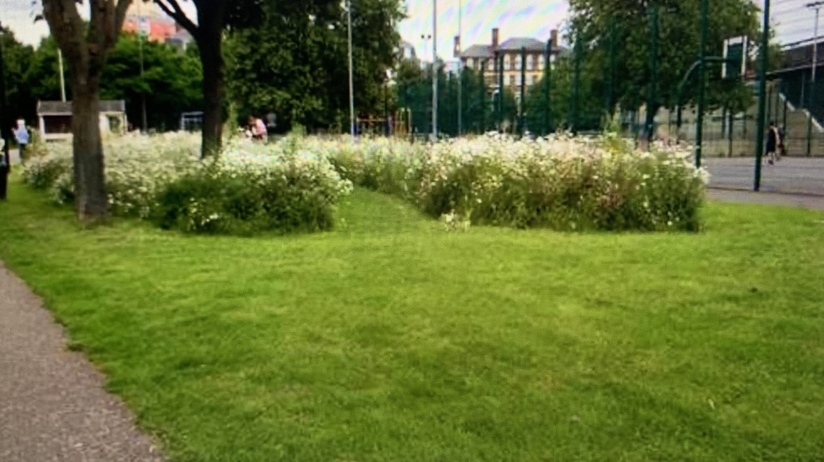 How to restore a meadow, part one – introduction – Rewilding the city