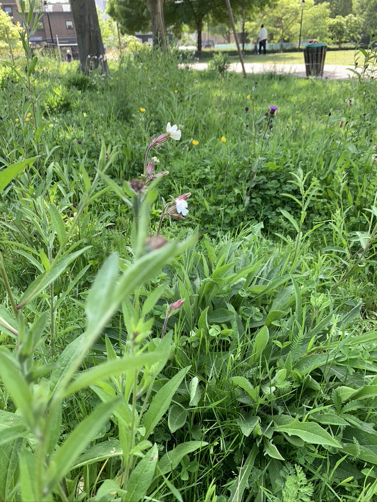 How to restore a meadow, part one – introduction – Rewilding the city