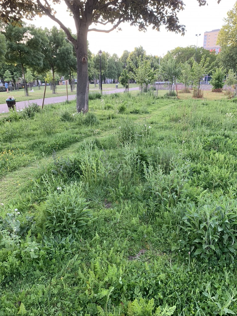 How to restore a meadow, part one – introduction – Rewilding the city