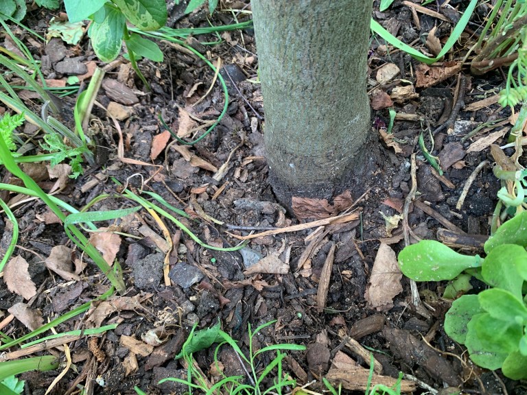 3 steps to create a guerrilla garden in a tree pit – Rewilding the city