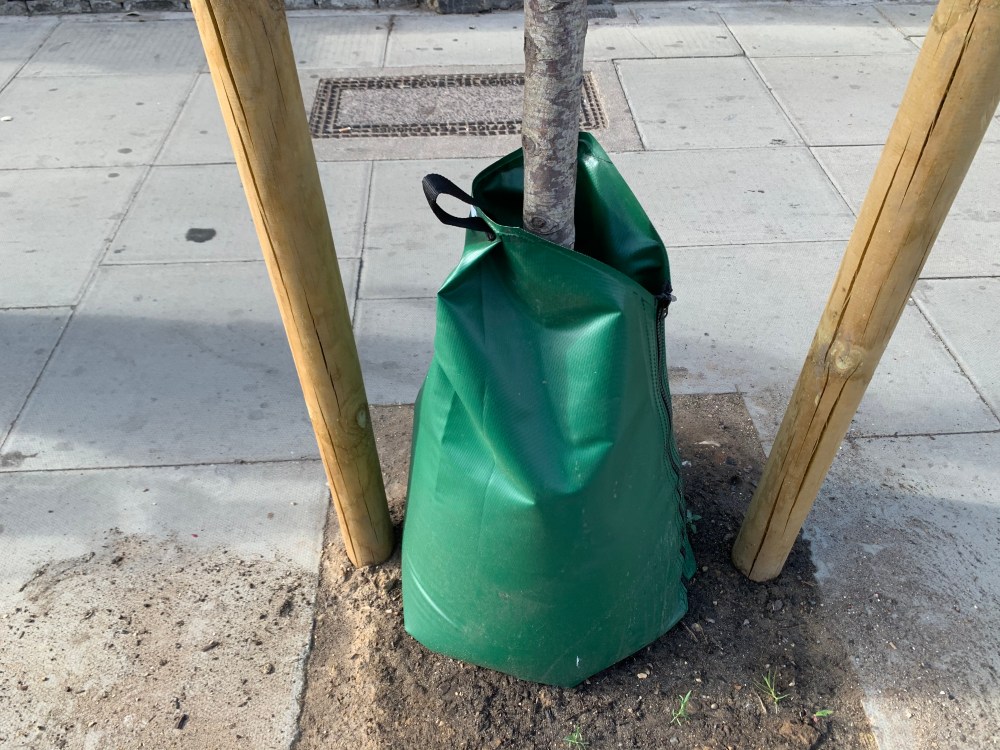 3 dos and 3 don’ts while guerrilla gardening a tree pit – Rewilding the ...