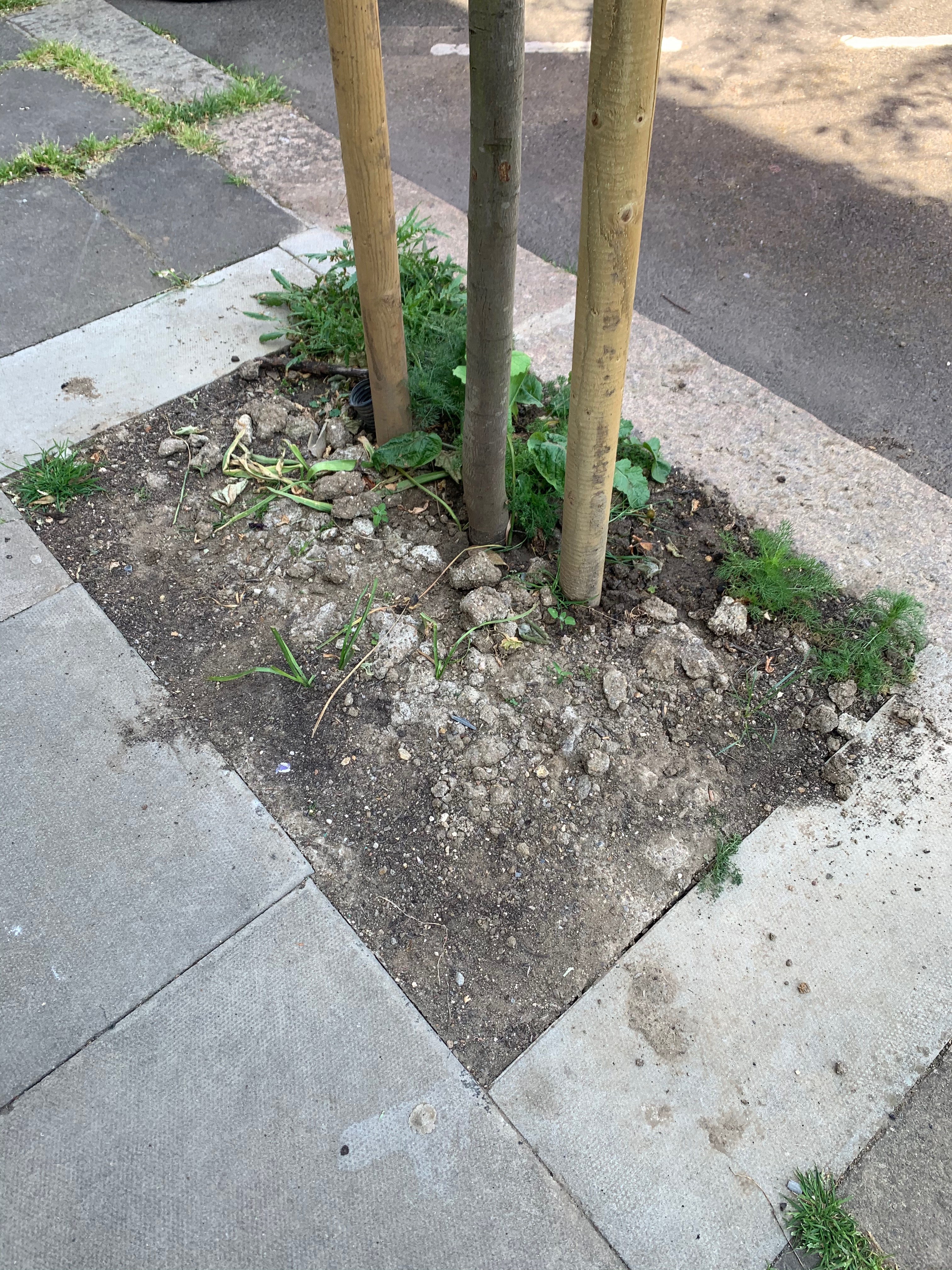 3 dos and 3 don’ts while guerrilla gardening a tree pit – Rewilding the ...
